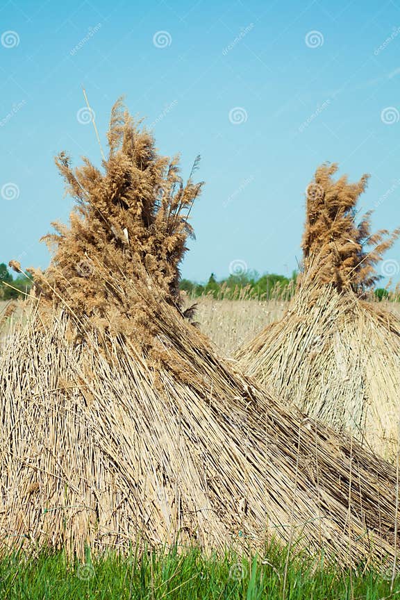 Dry reed stock image. Image of reed, bunch, field, beige - 31135173