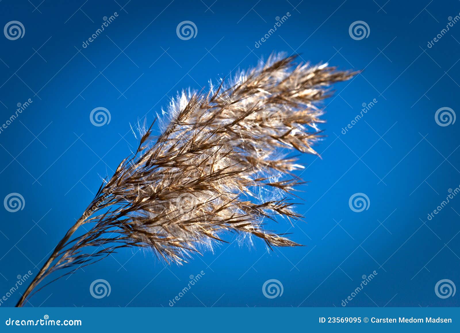 Dry Reed Stem stock image. Image of nature, leaves, closeup - 23569095