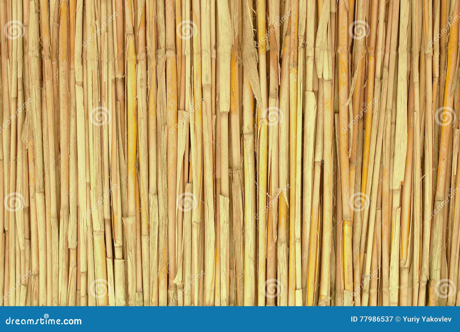 Reed Texture Stock Image | CartoonDealer.com #59073703