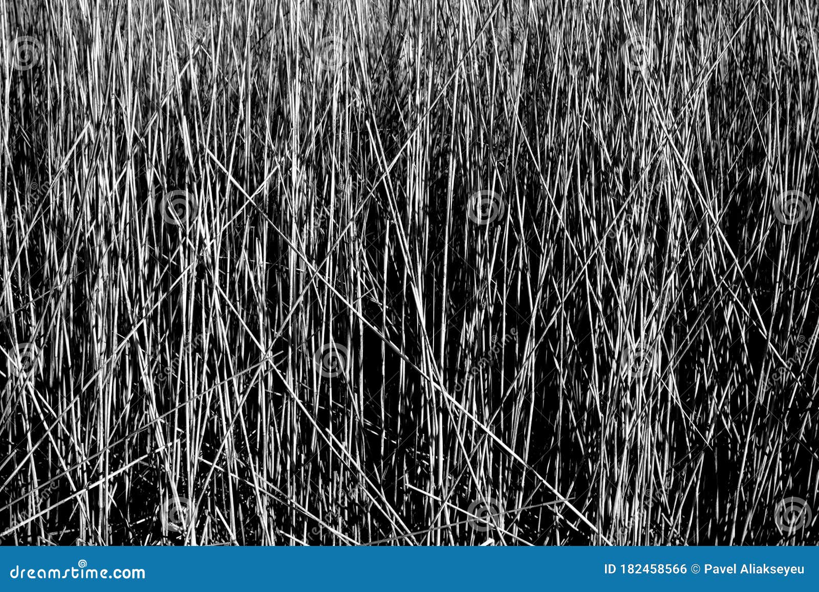 Dry Reed Texture. Natural Background Black and White Stock Photo ...