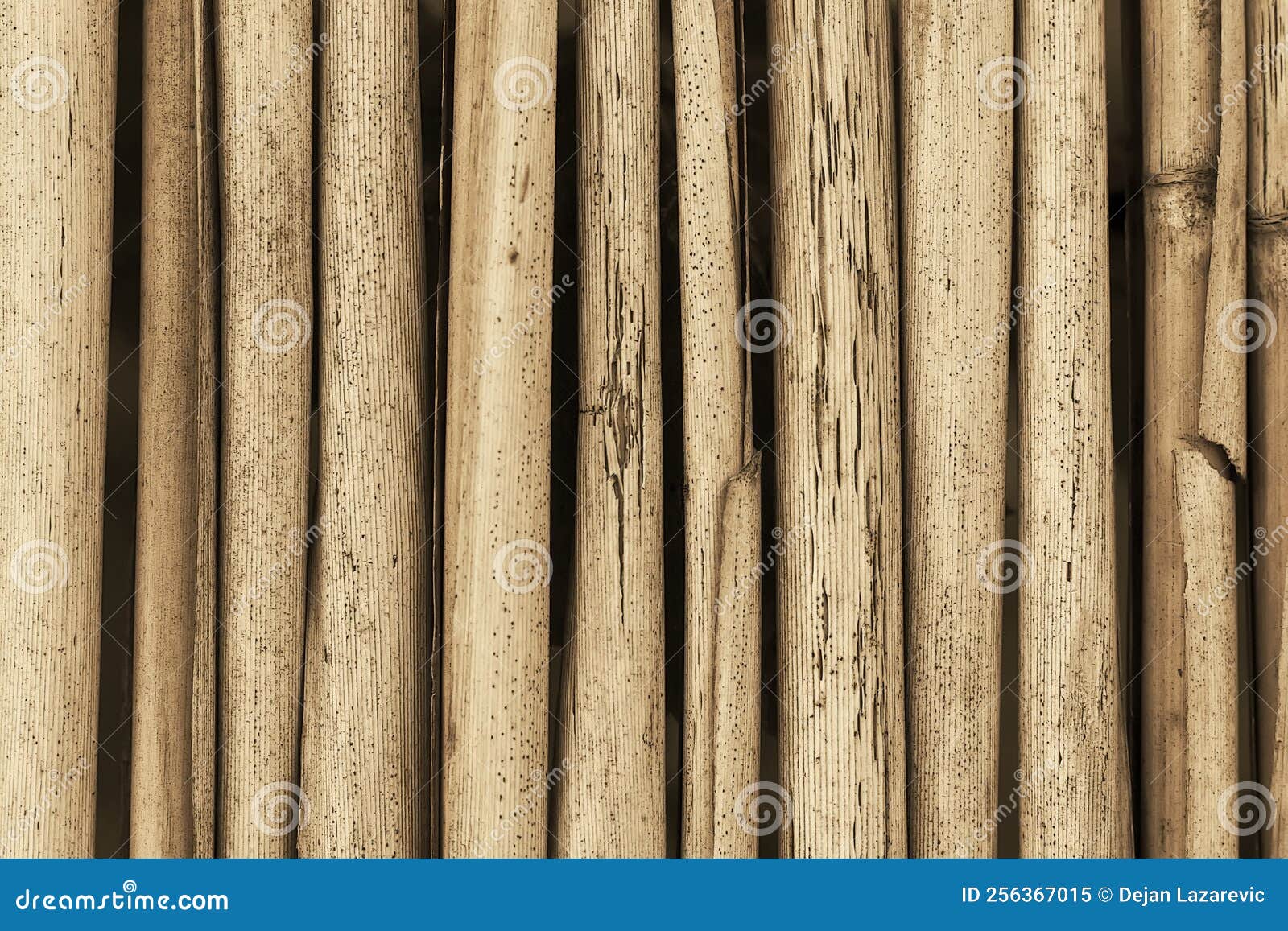 Dry reed texture stock image. Image of natural, branch - 256367015