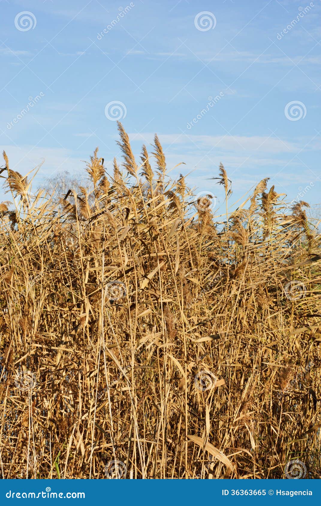 The dry reed stock image. Image of wood, ripe, poaceae - 36363665
