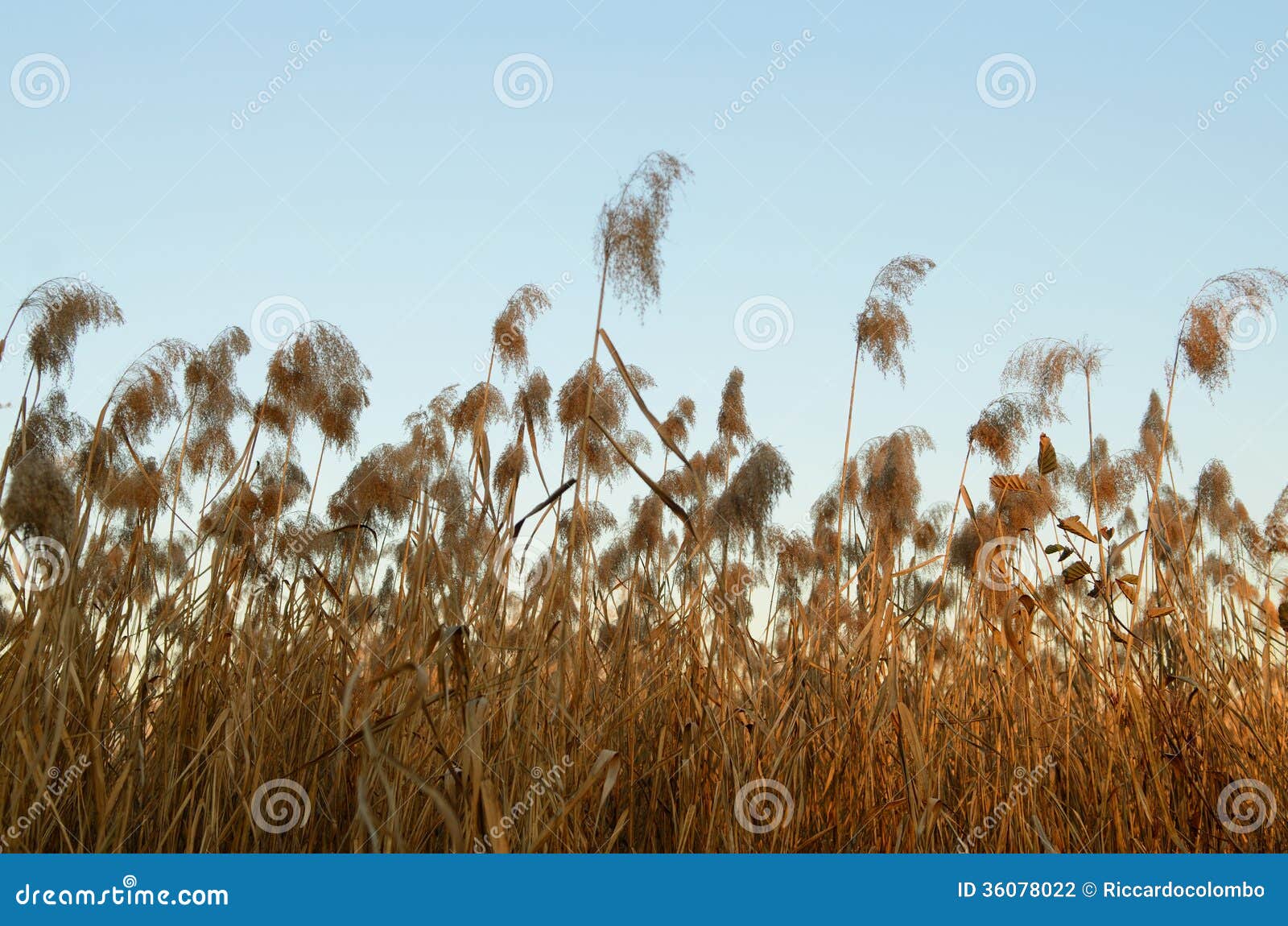 Dry reeds stock photo. Image of colorful, grow, spring - 36078022