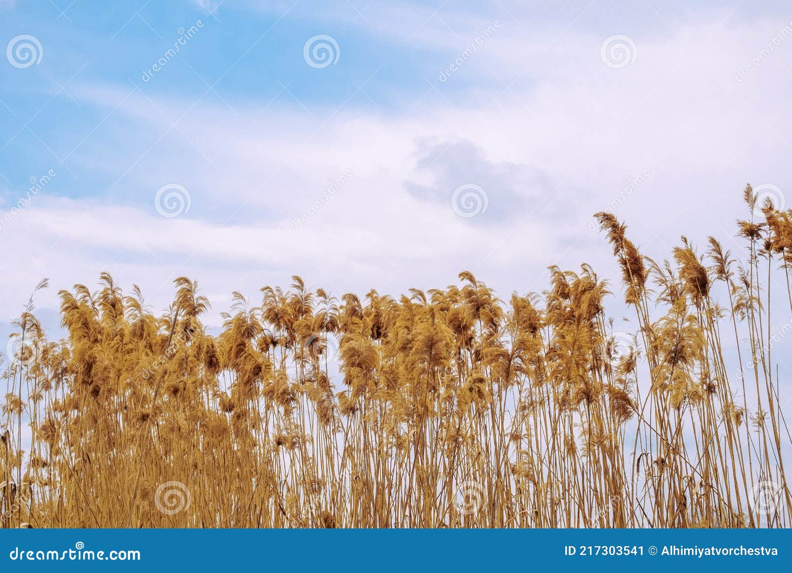 Dry Reeds on the Background of a Cloudy Sky, Place for Text Stock Image ...