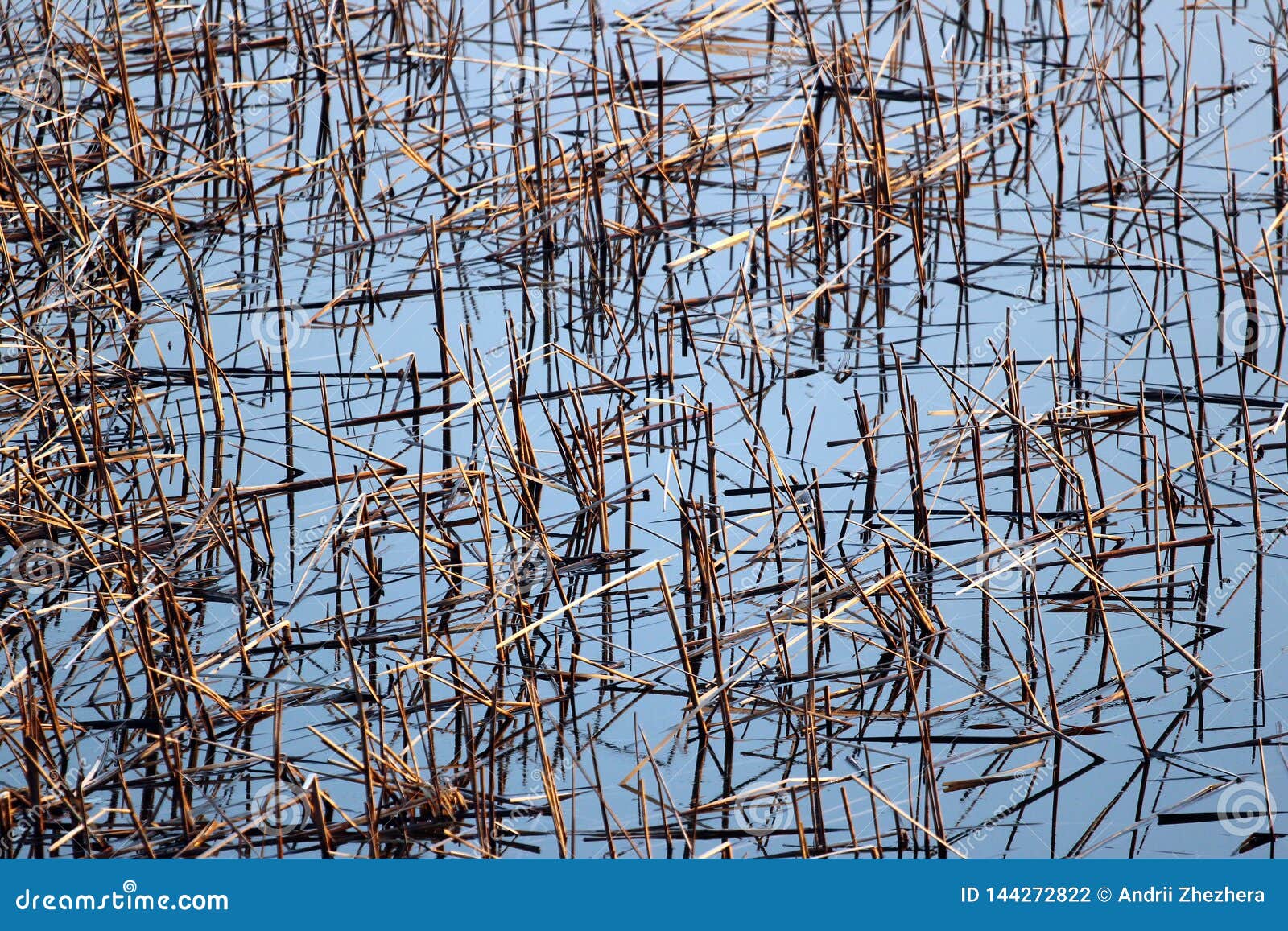 Dry reeds in a pond stock photo. Image of abstract, reeds - 144272822