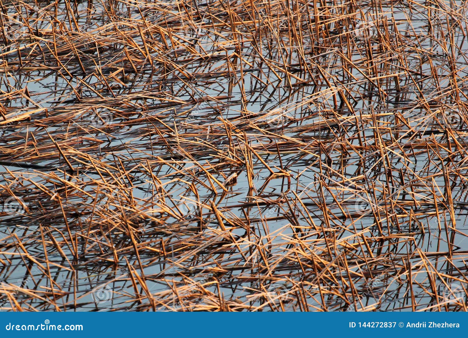 Dry reeds in a pond stock image. Image of bull, rural - 144272837