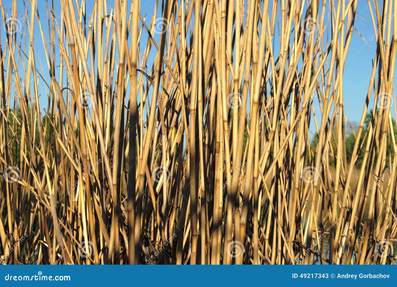 Dry reeds stock image. Image of cattails, lake, nature - 49217343