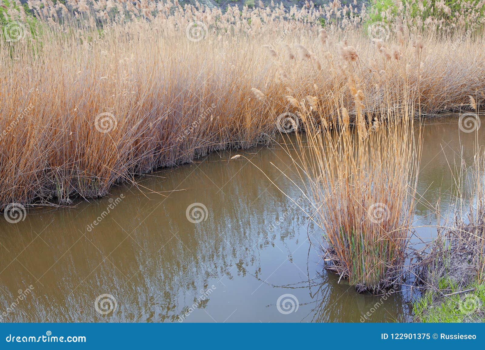 Dry reed stock image. Image of background, white, flower - 122901375