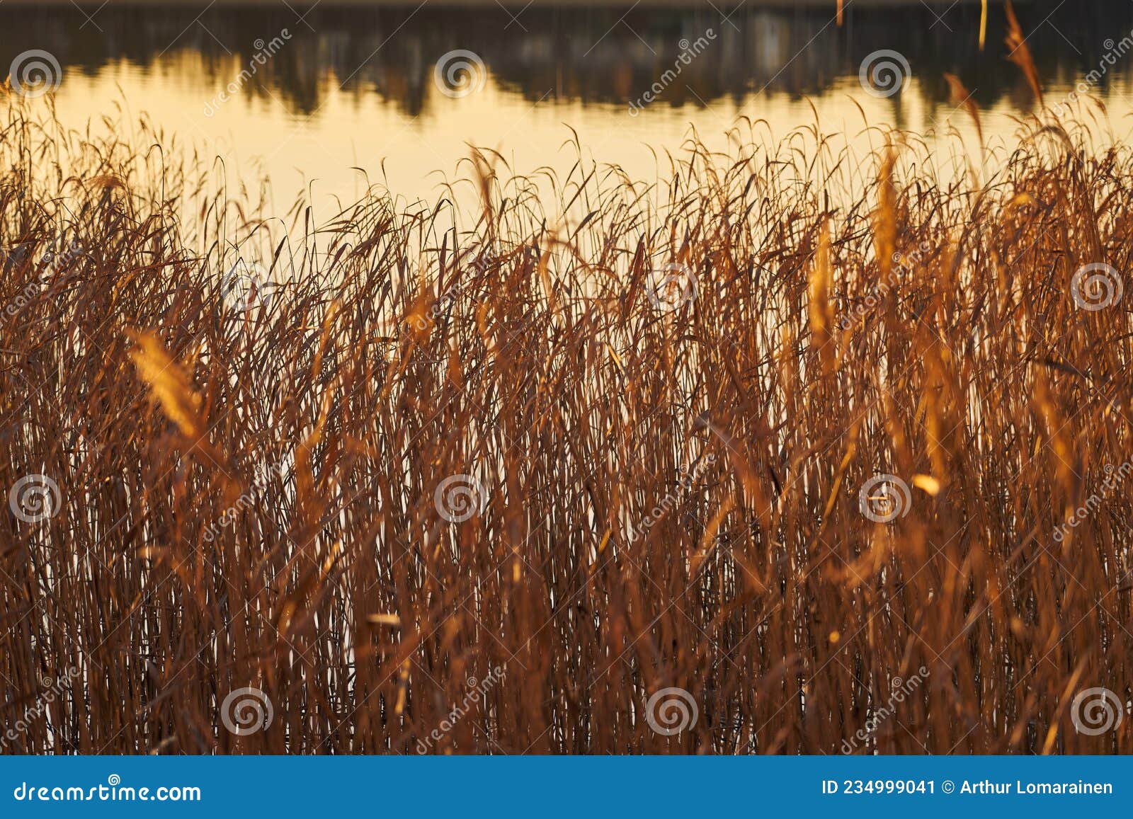 Dry Reeds on the Shore with Water in the Background. Stock Image ...