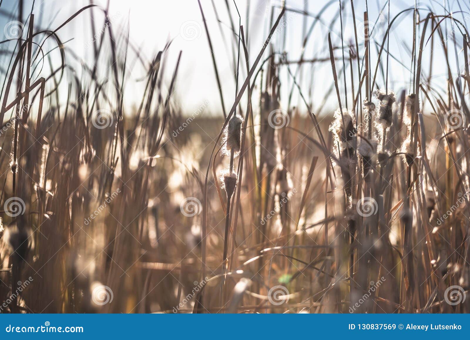 Dry Reeds at Sunset in Autumn Stock Image - Image of fluff, evening ...