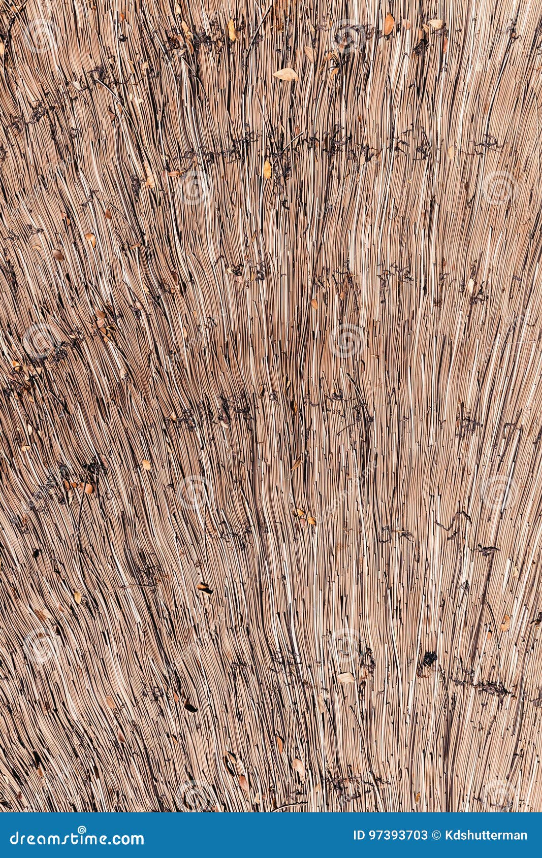 Dry Reeds Thatch Texture Background. Straw Pattern. Stock Image - Image ...