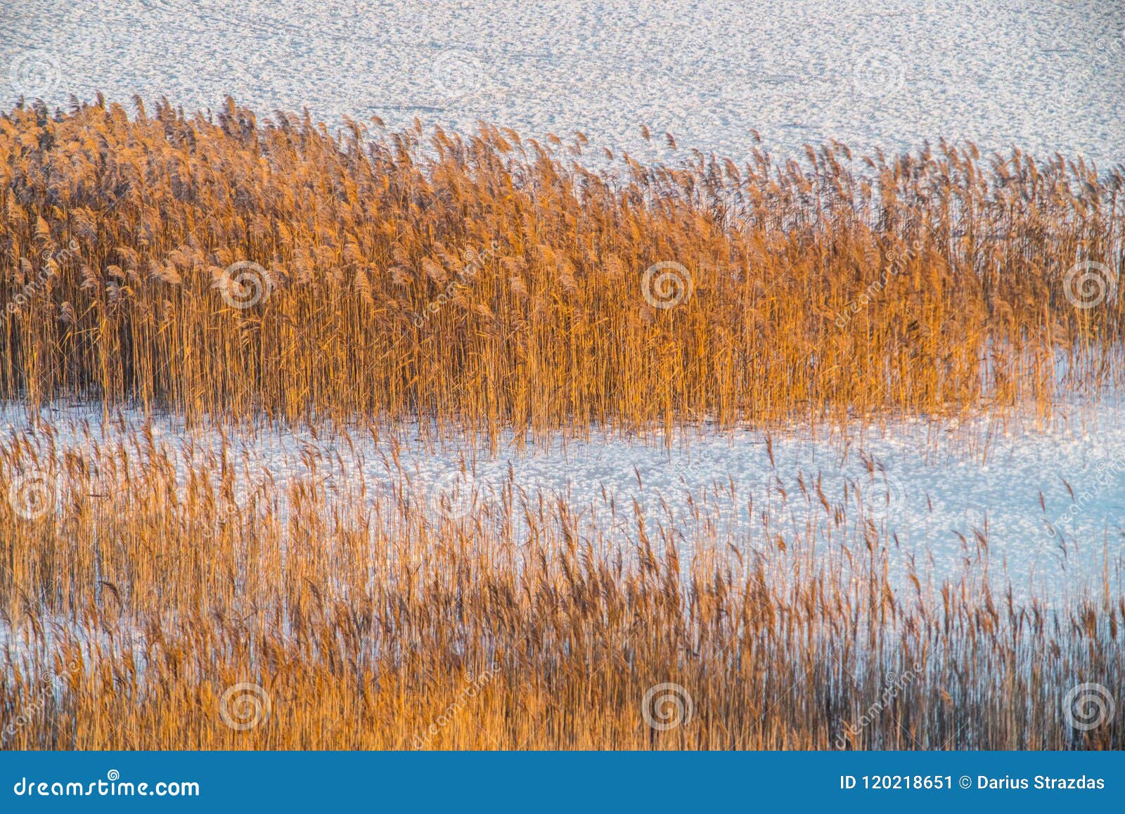 Dry reeds in winter stock image. Image of season, reeds - 120218651