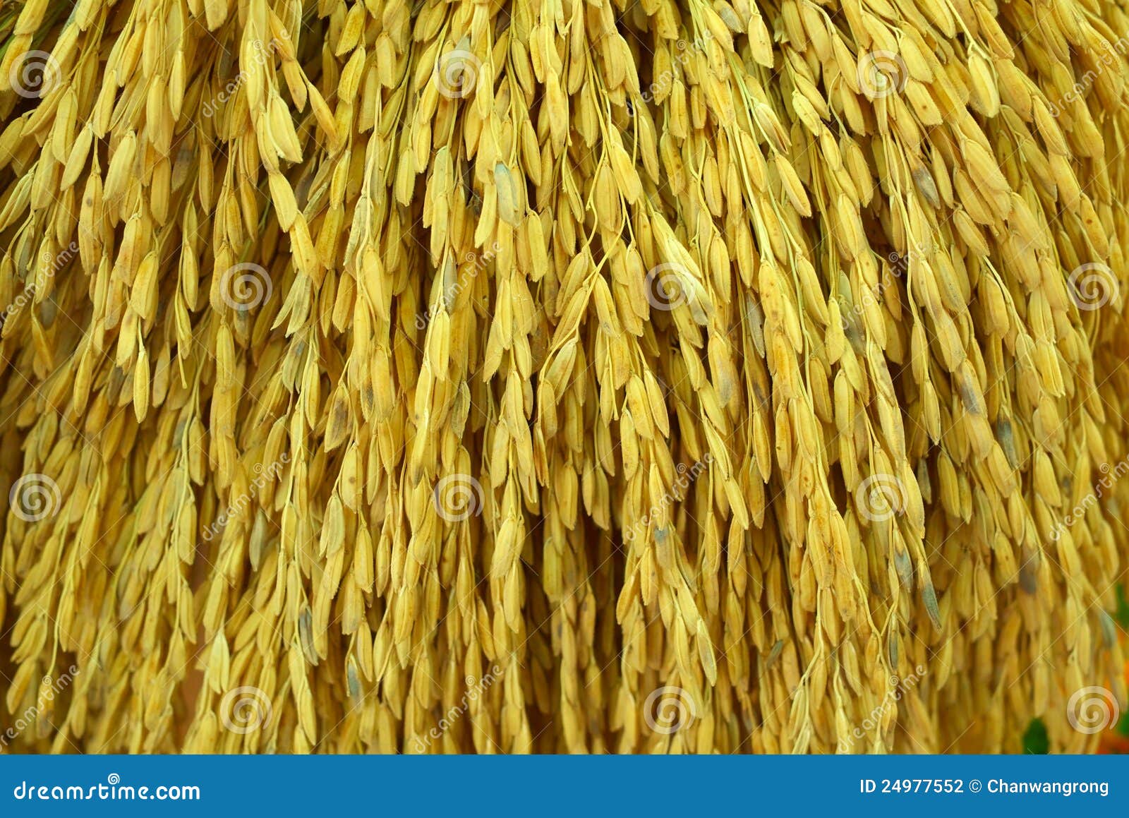 Dry rice stock photo. Image of food, asian, nature, organic - 24977552