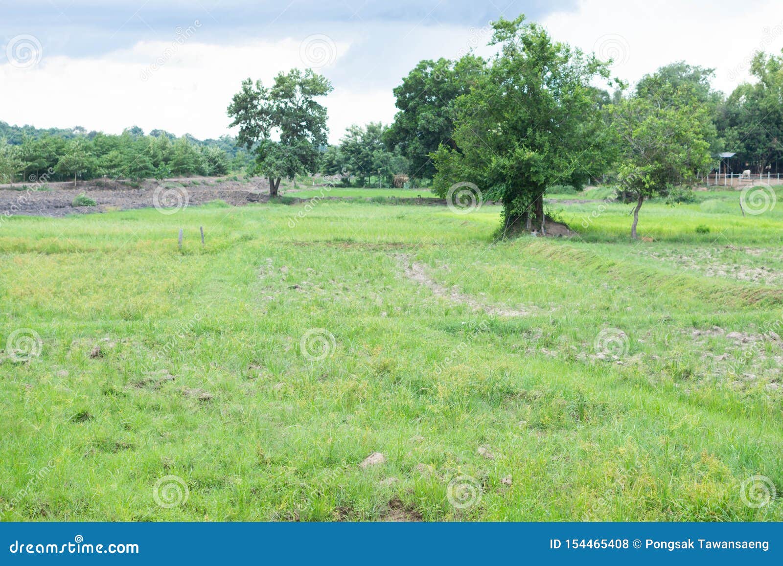 Green Rice Field in Rain Season Stock Photo - Image of food ...
