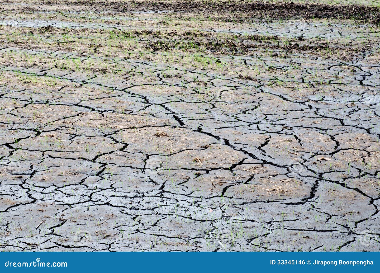 Dry rice field stock photo. Image of black, disaster - 33345146