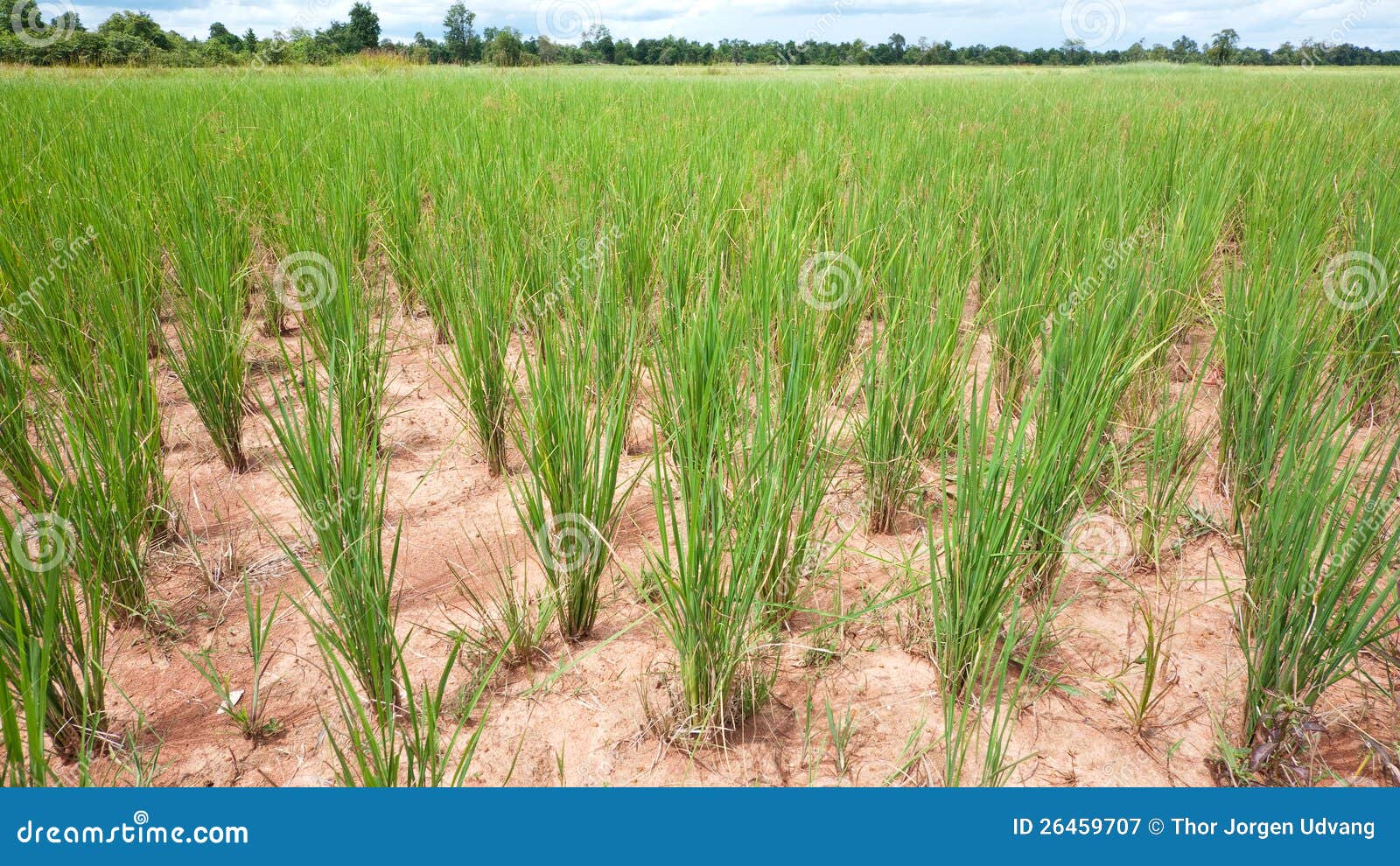 Dry rice field in Cambodia stock image. Image of cambodia - 26459707