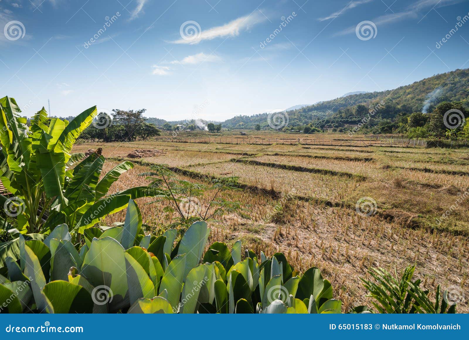Dry Rice Field in Front of Mountain Stock Image - Image of plant ...