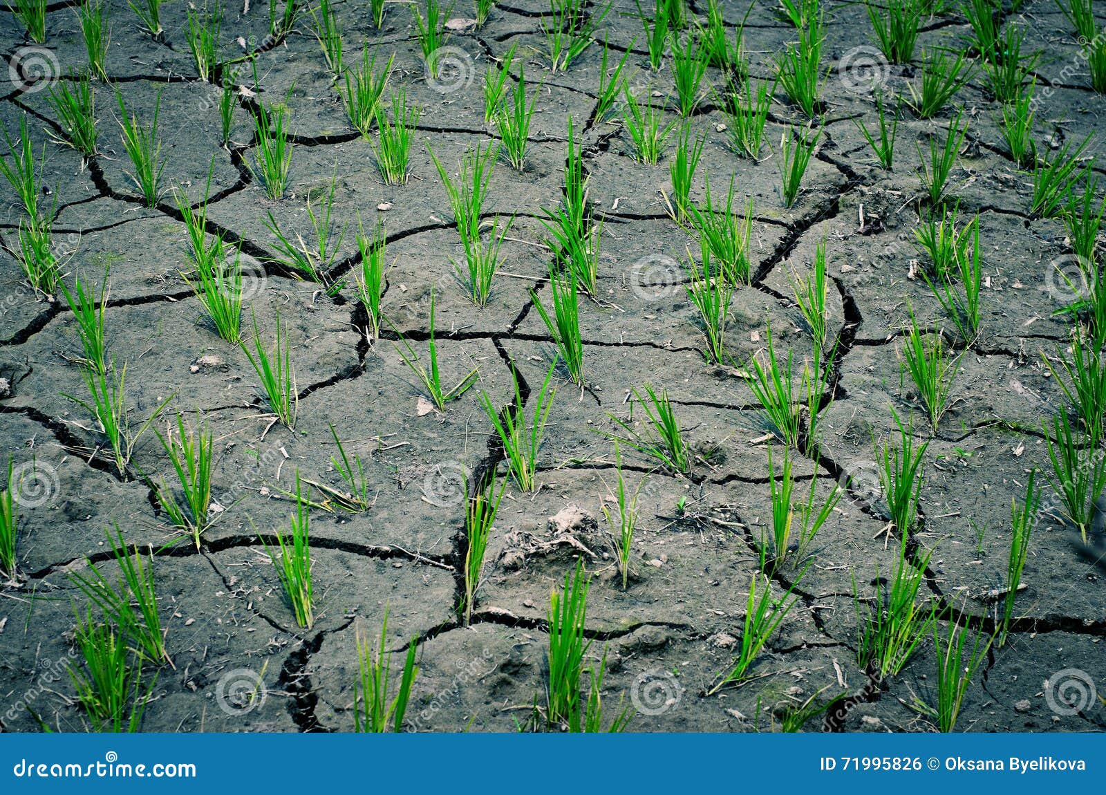 Dry rice field stock photo. Image of arid, irrigation - 71995826