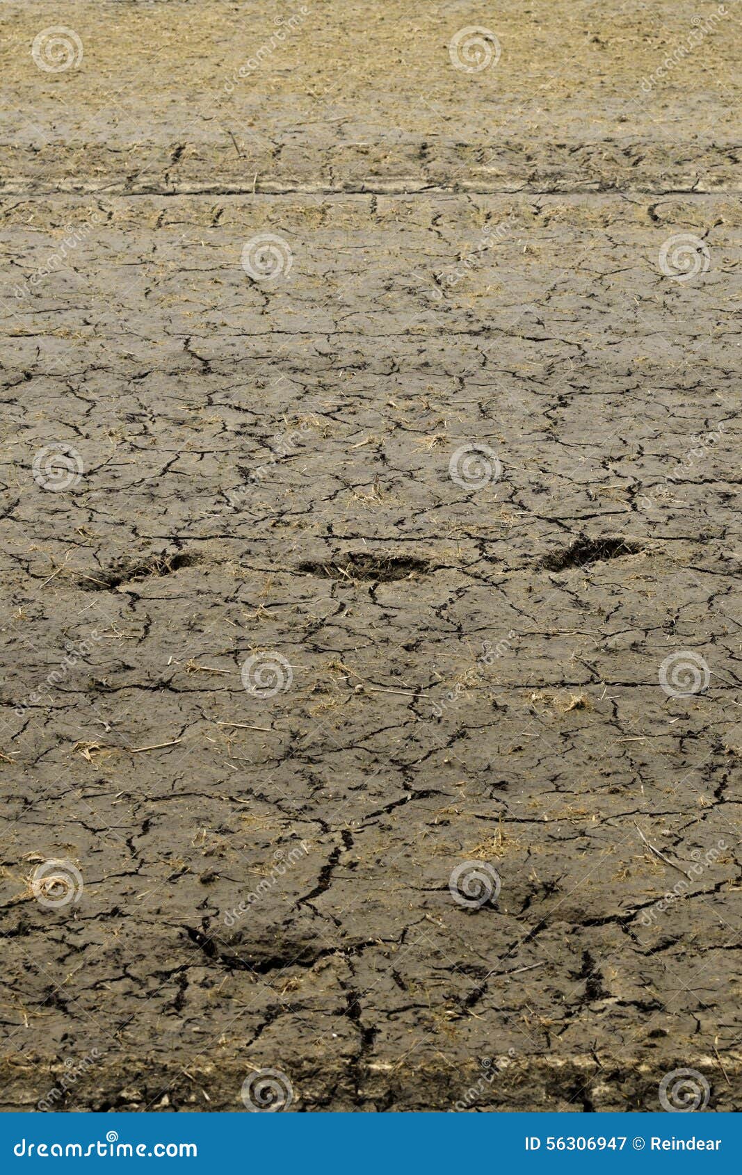 Dry rice field stock image. Image of agriculture, plant - 56306947