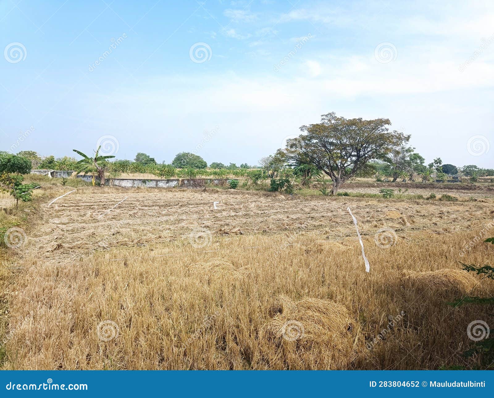Dry rice field Indonesia stock photo. Image of field - 283804652