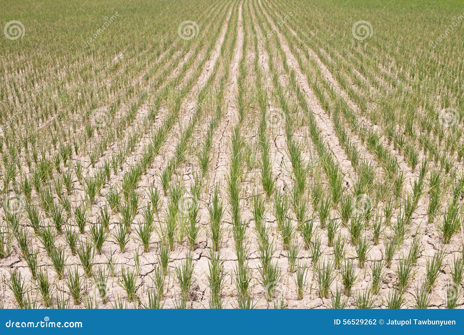 Dry rice field stock photo. Image of leaves, season, organic - 56529262