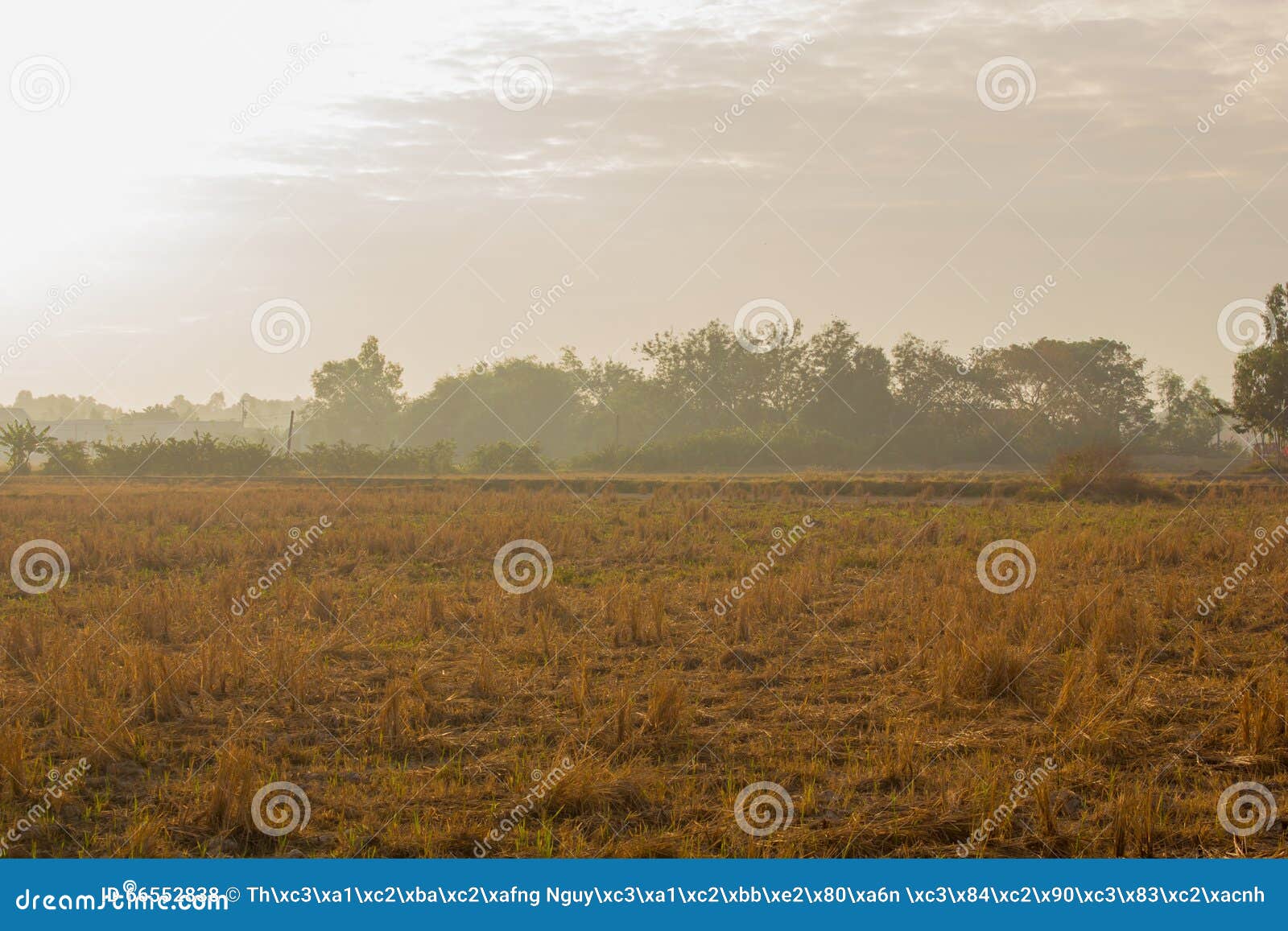 Dry rice fields stock photo. Image of green, bright, afternoon - 66552838