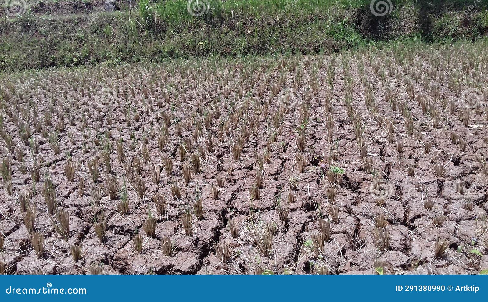 Dry Rice Fields, Asian, Indonesia. Stock Photo - Image of rice, field ...