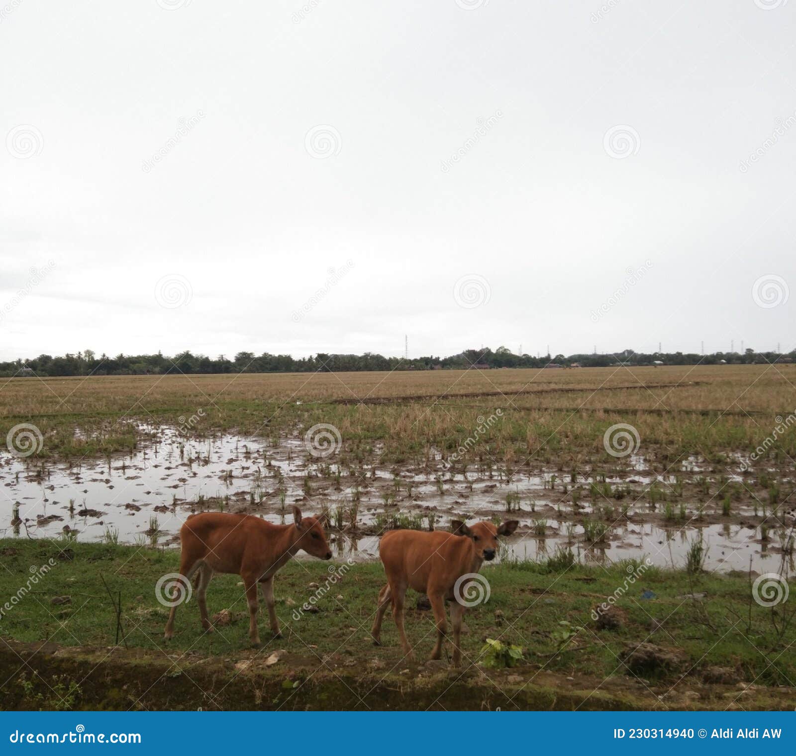 Dry Rice Fields in Indonesia Stock Photo - Image of grazing, rice ...