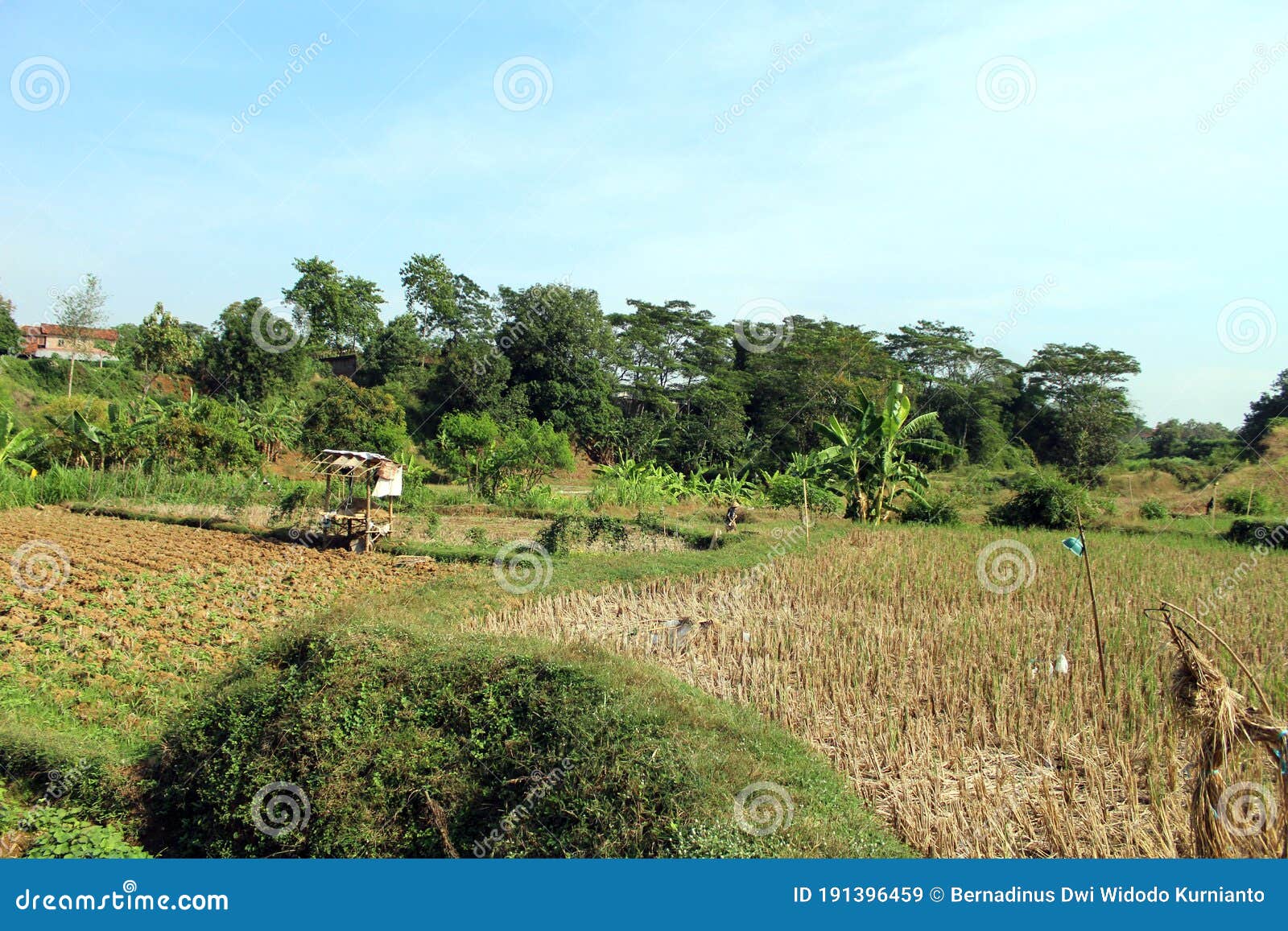 Dry rice fields stock image. Image of brown, rest, green - 191396459