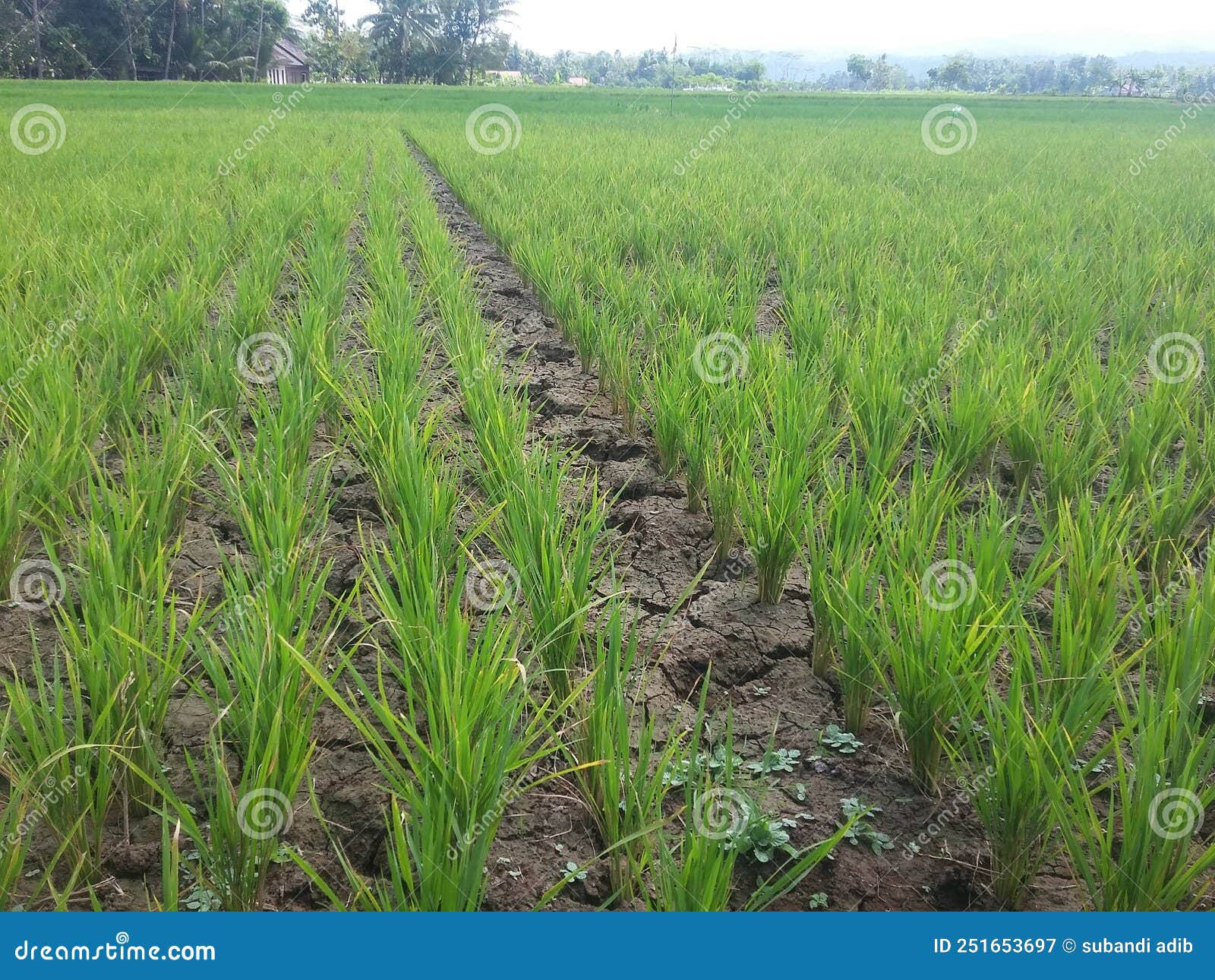 Dry Rice Fields during the Dry Season Stock Image - Image of fields ...