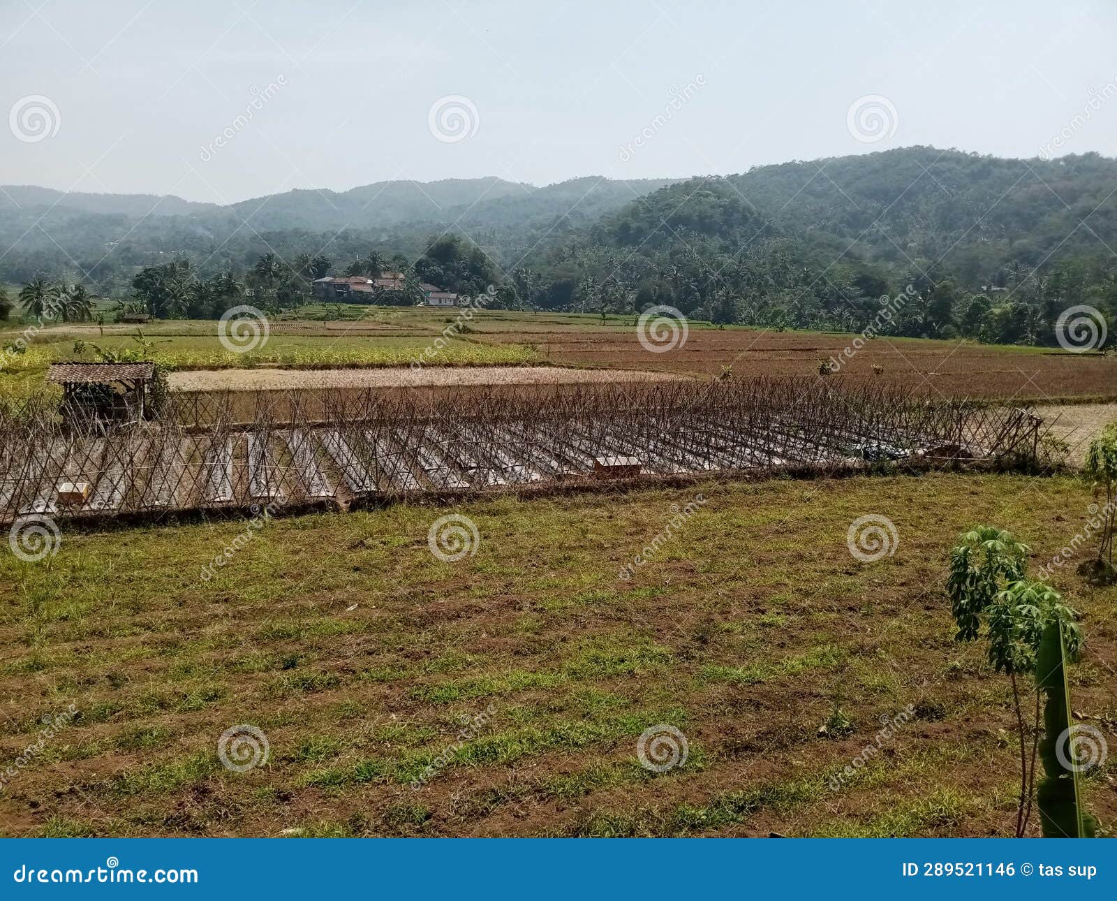 Dry Rice Fields during the Dry Season Stock Photo - Image of season ...