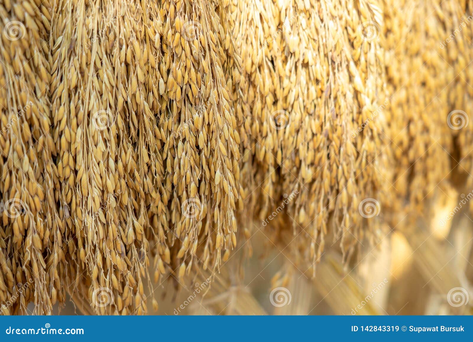 Dry Rice Grains in the Background before Entering the Golden Rice Grain ...