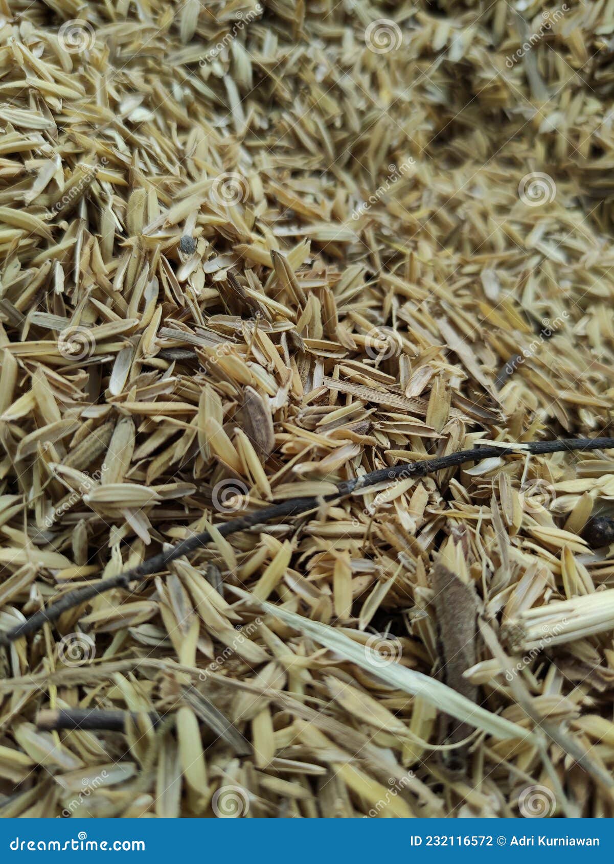 Dry rice husk in the field stock photo. Image of branch - 232116572