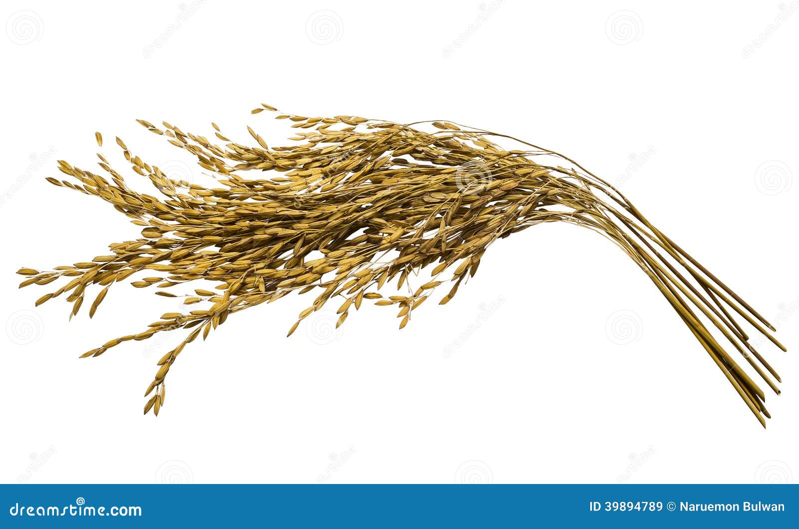 Dry rice stock image. Image of plant, grow, golden, thailand - 39894789