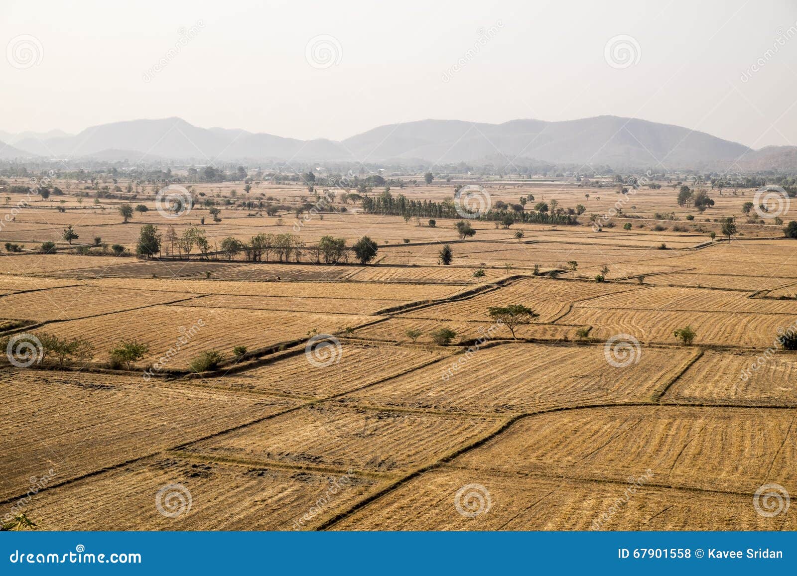 Dry Rice Grass at Jasper Corral blog