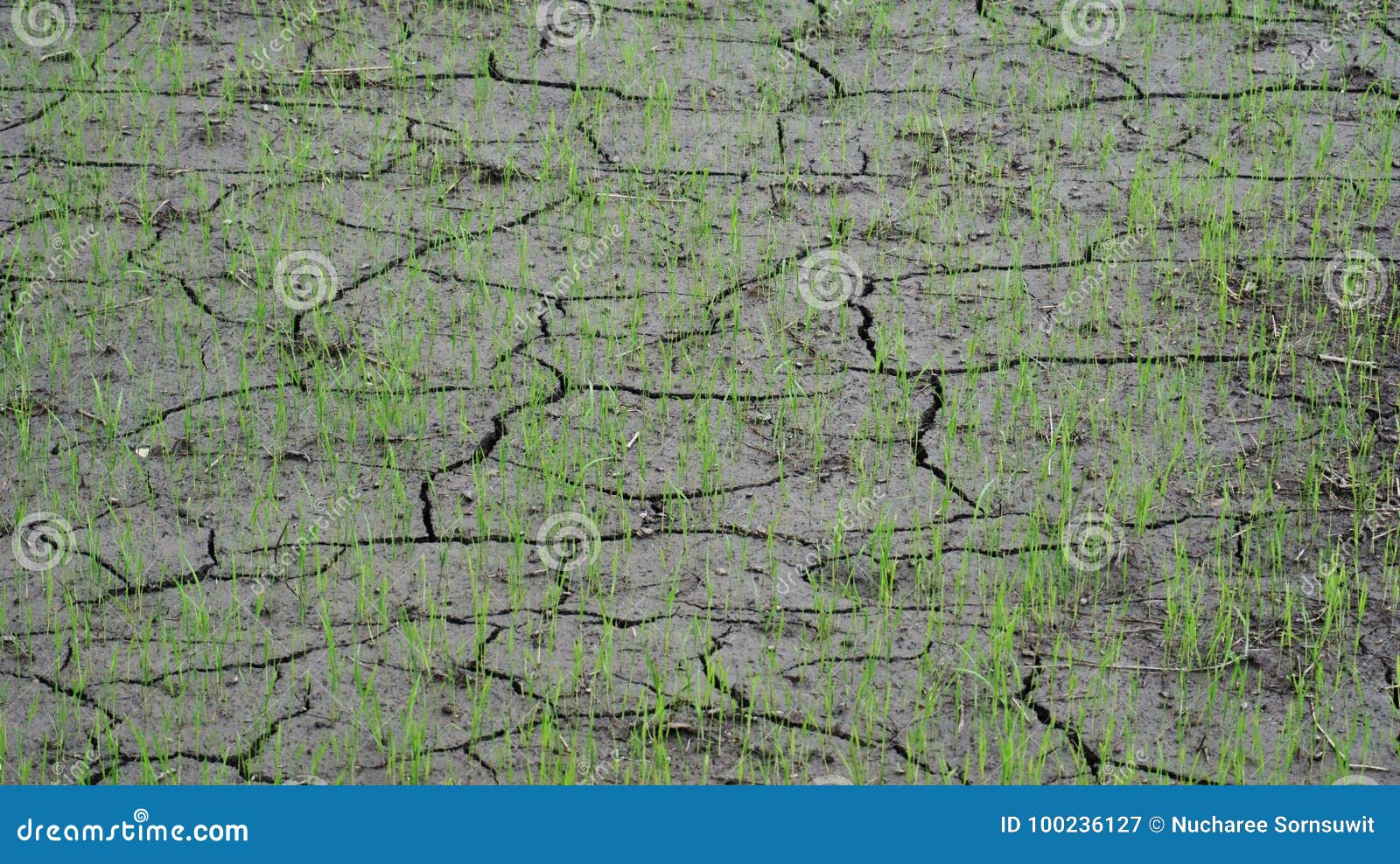 Dry rice paddy fields stock image. Image of grain, clay - 100236127
