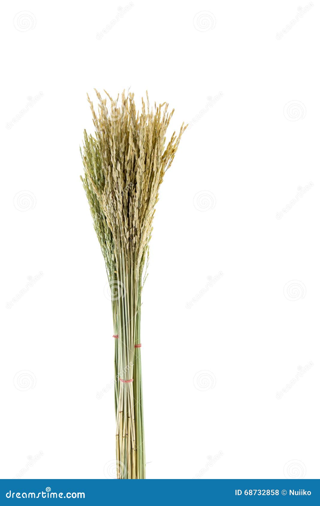 Dry Rice Plant Isolated on White Background Stock Photo - Image of ...