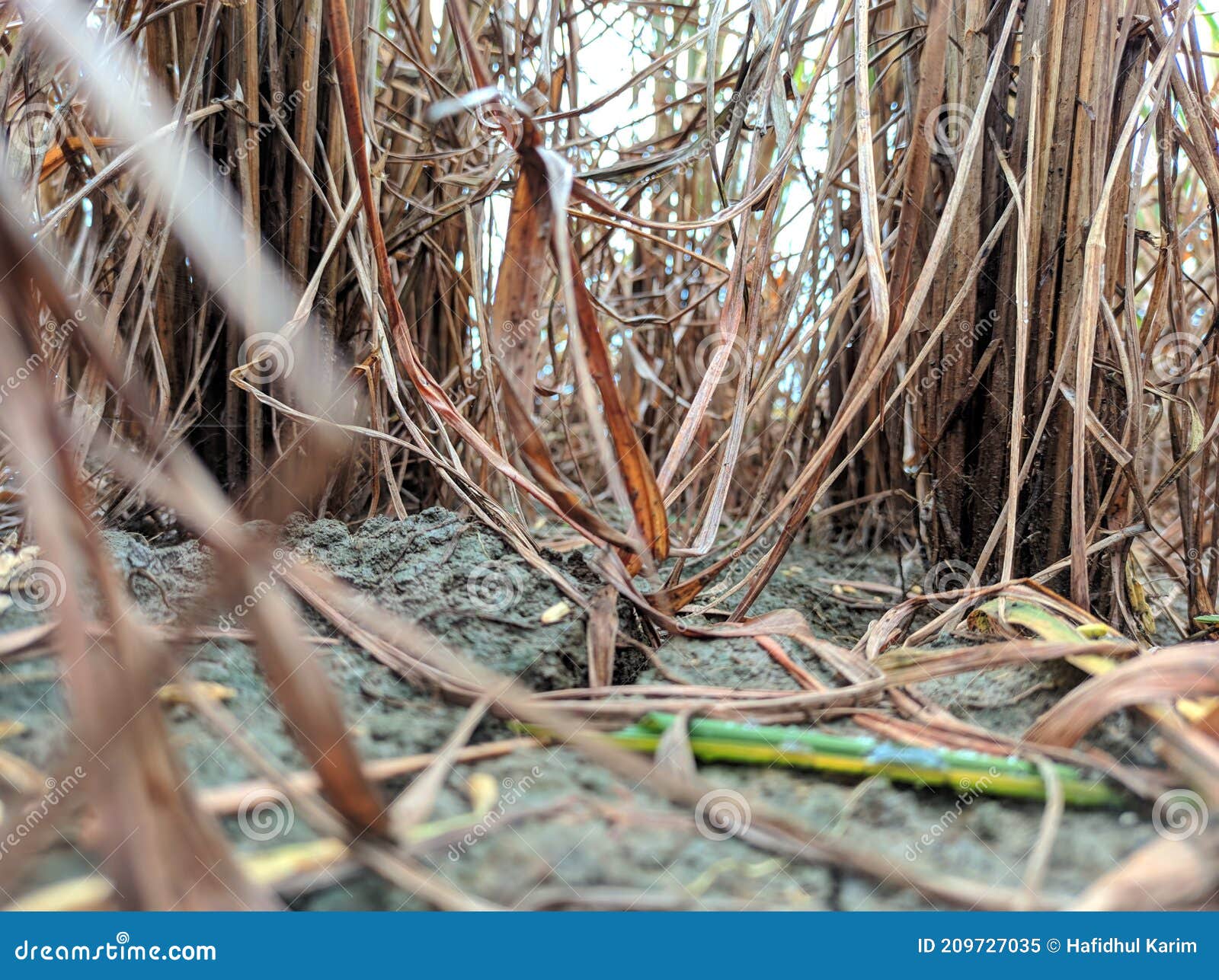 Dry rice stalks stock image. Image of grass, winter - 209727035