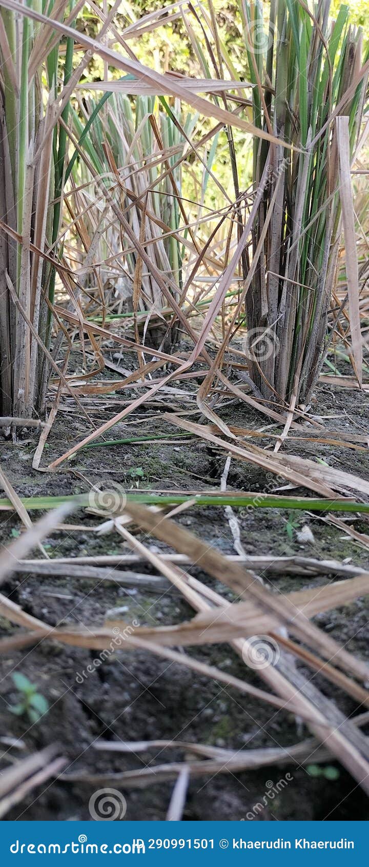 Dry Rice Straw and Green Stems Stock Image - Image of straw, green ...