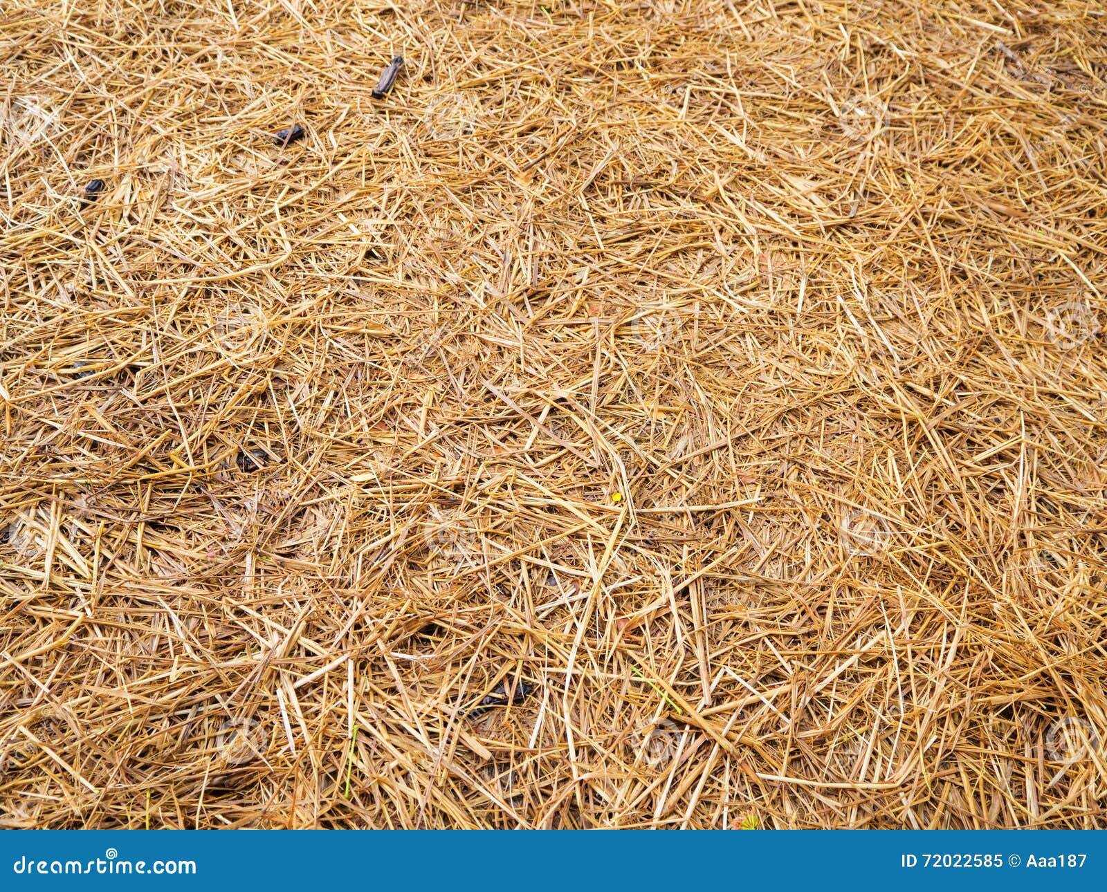 Dry rice straw texture stock image. Image of long, straw - 72022585