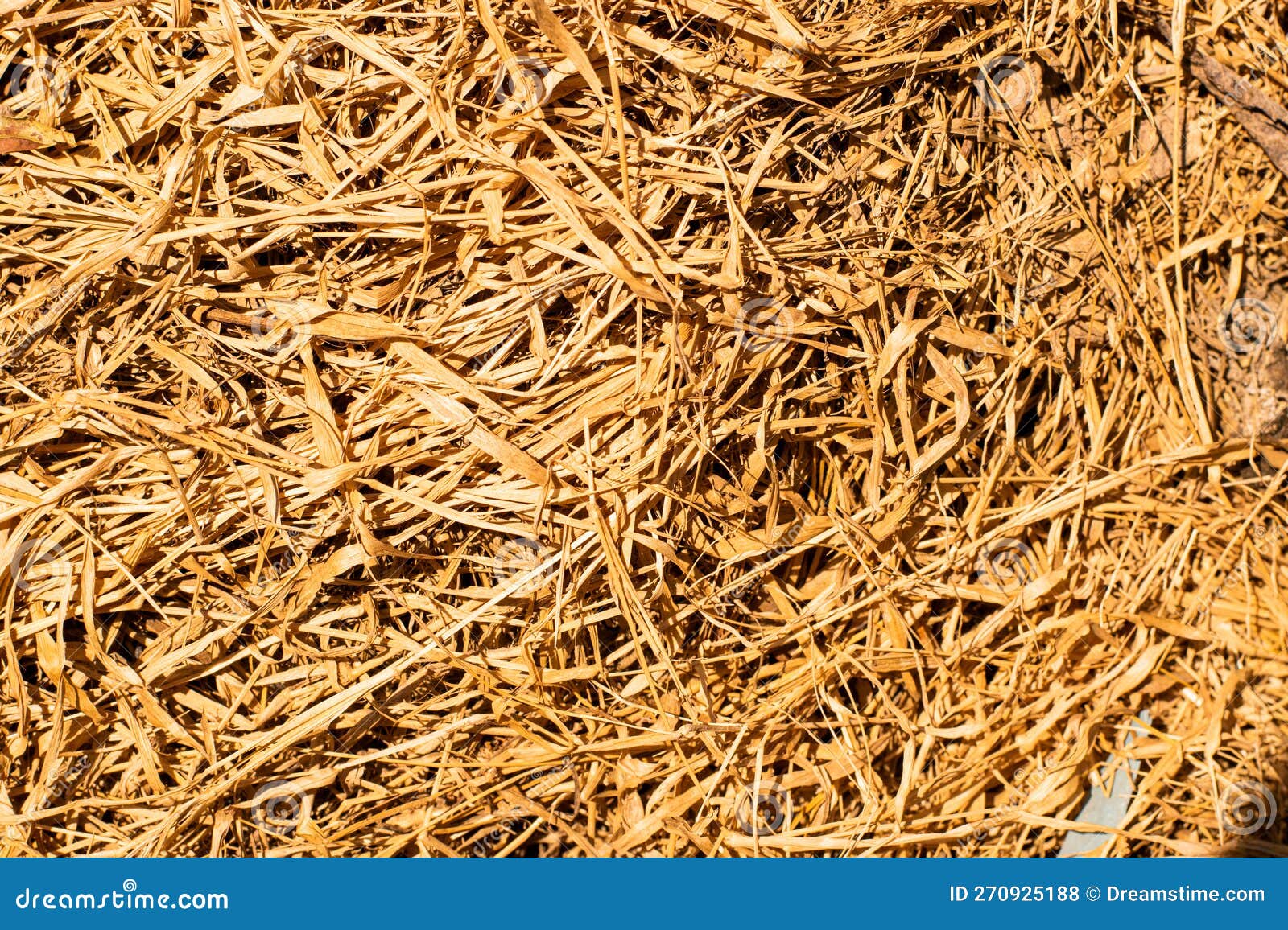 Dry rice straw texture stock photo. Image of farmland - 270925188