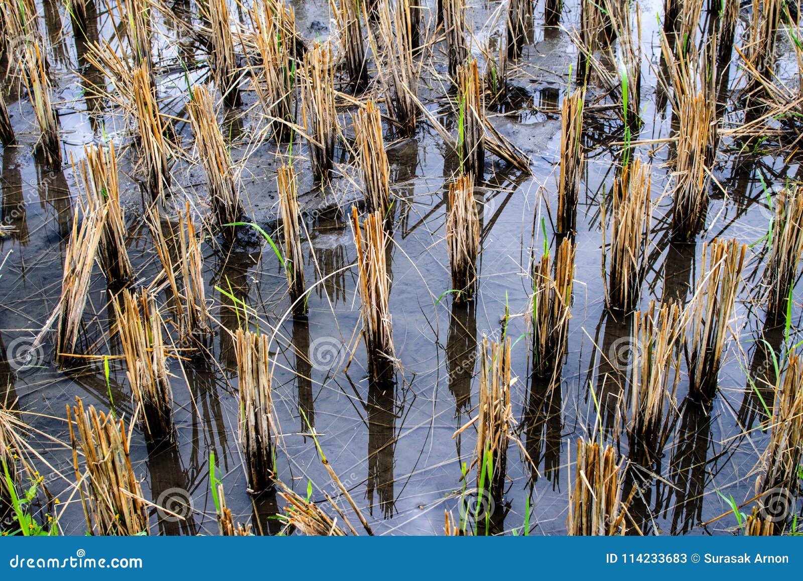 Dry Rice Trees after the Harvest Brown Color Stock Image - Image of ...