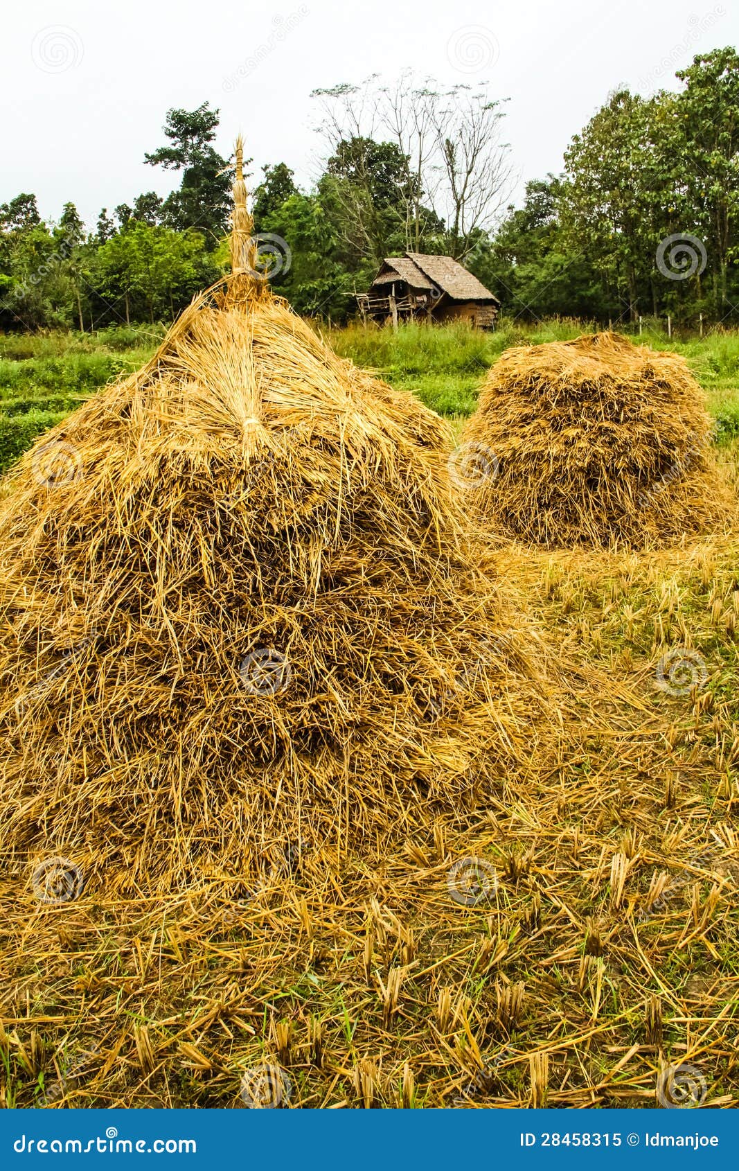 Dry Rice Trees at Rice Farm Stock Image - Image of farm, golden: 28458315