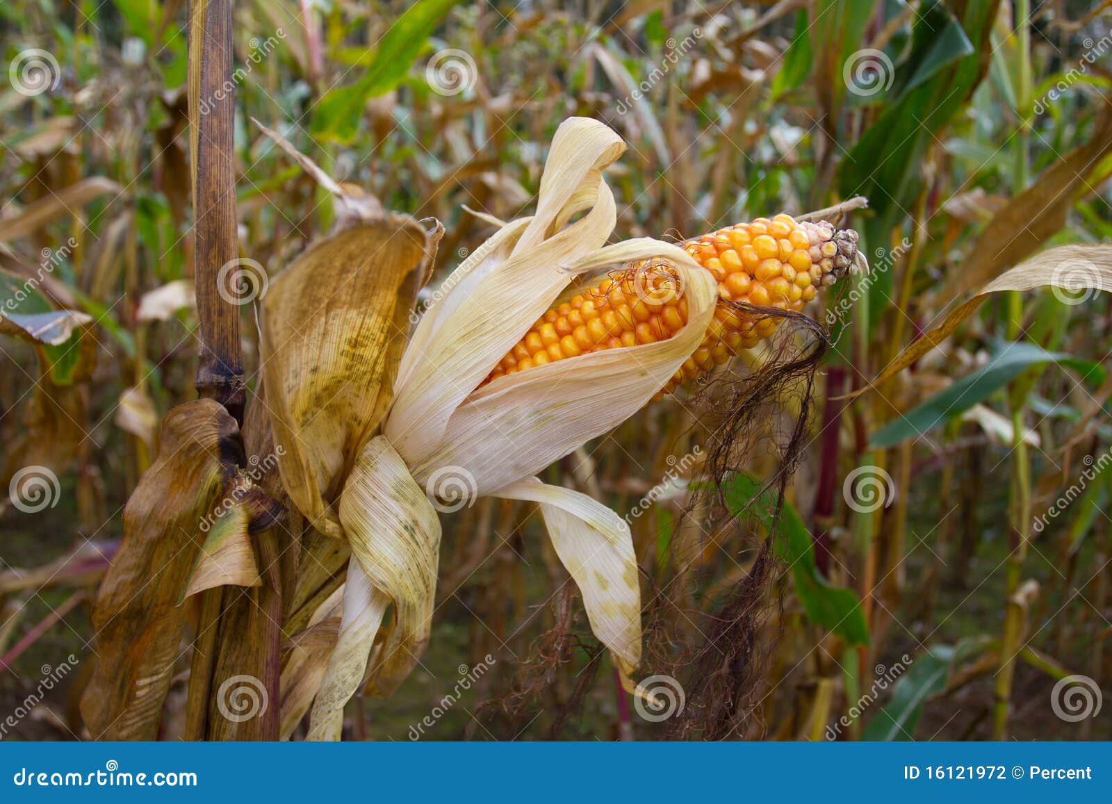 Dry ripe corn stock photo. Image of husk, gold, corn - 16121972