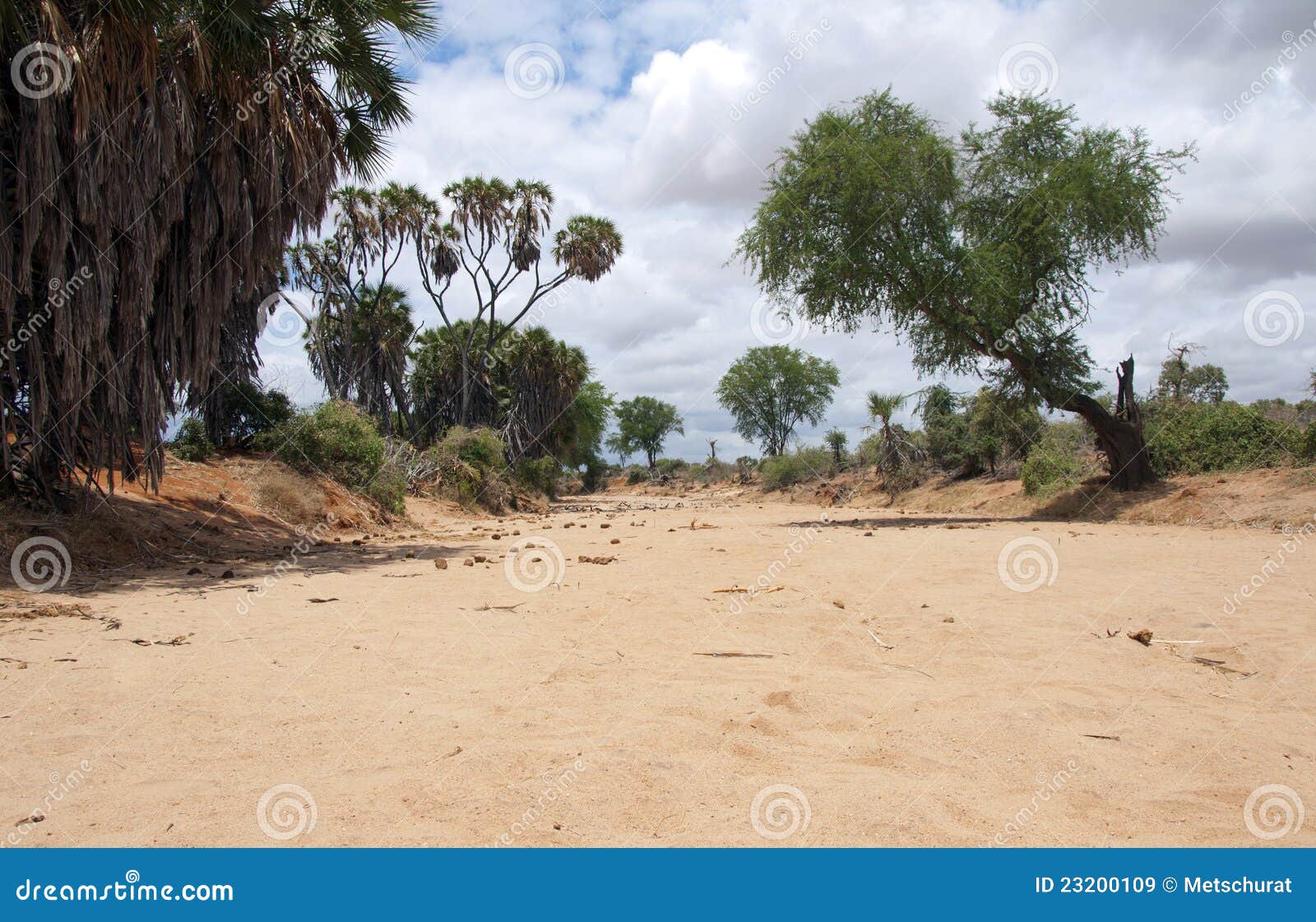 Dry River stock image. Image of trees, wild, river, arid - 23200109