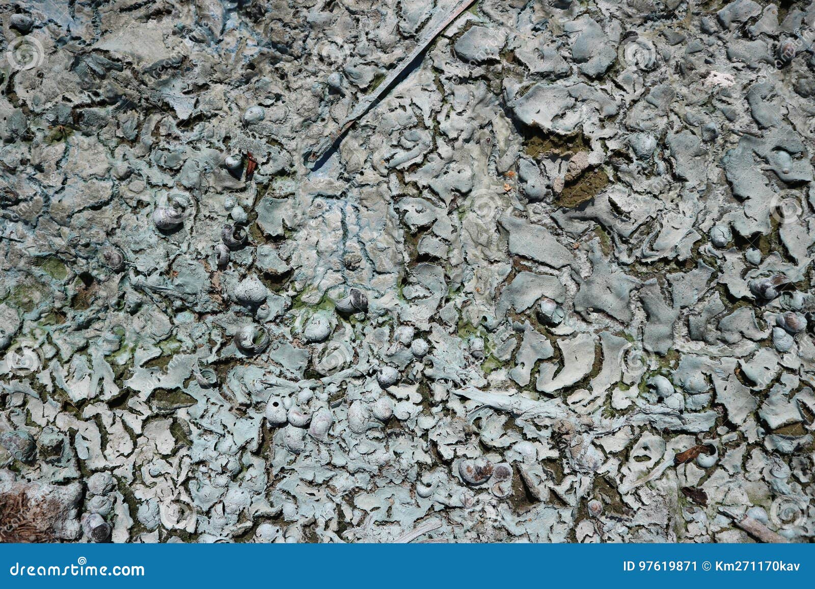 Dry River Algae and Shells on the Sand Stock Image - Image of sand ...