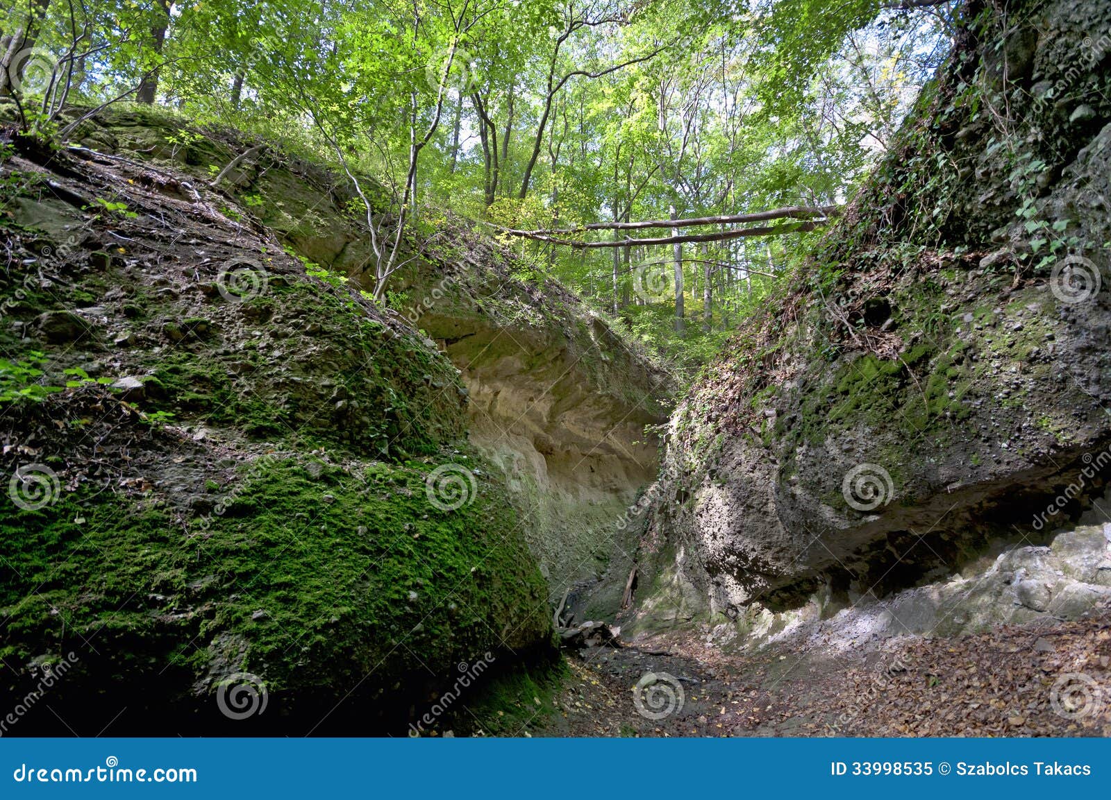Dry River Bank in the Forest Horizontal Stock Image - Image of ...