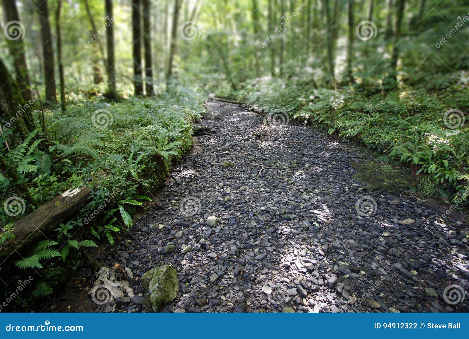 Dry river bed stock photo. Image of stoney, summer, trees - 94912322