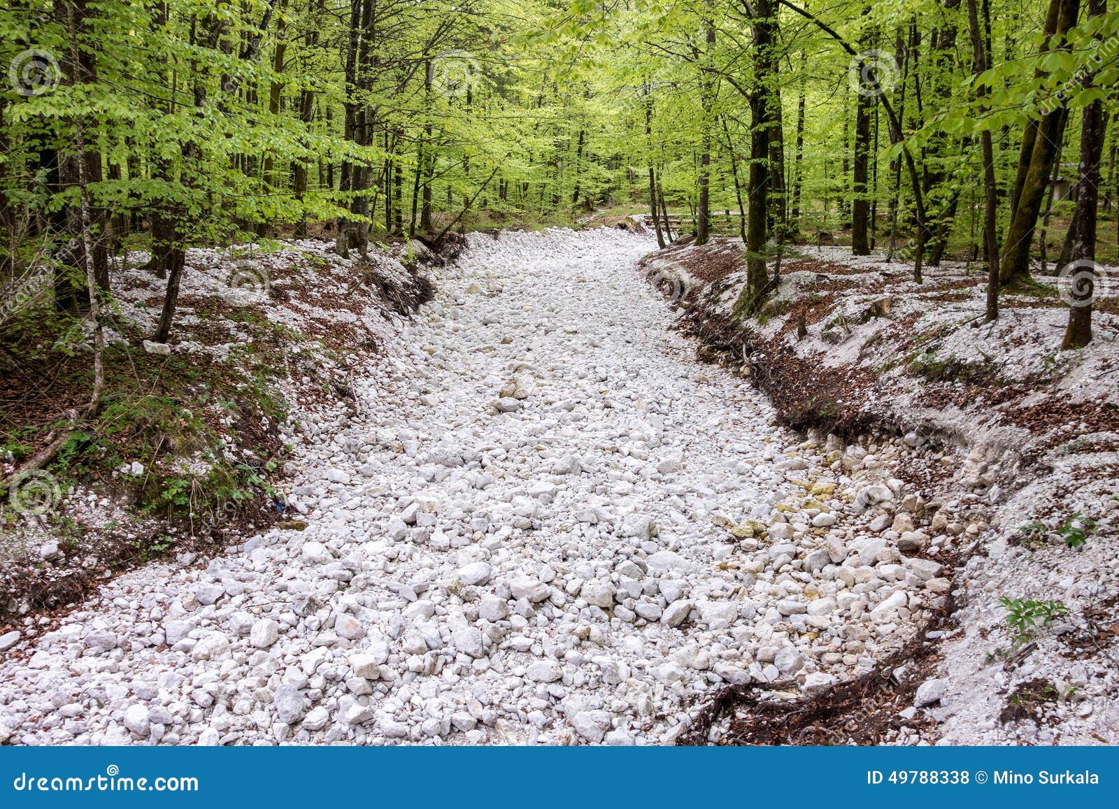 Dry river in forest stock photo. Image of ecology, slovenia - 49788338