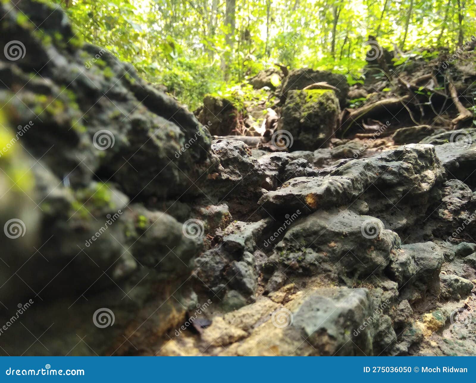 Dry River and Rocks in the Forest Stock Photo - Image of rocks, river ...